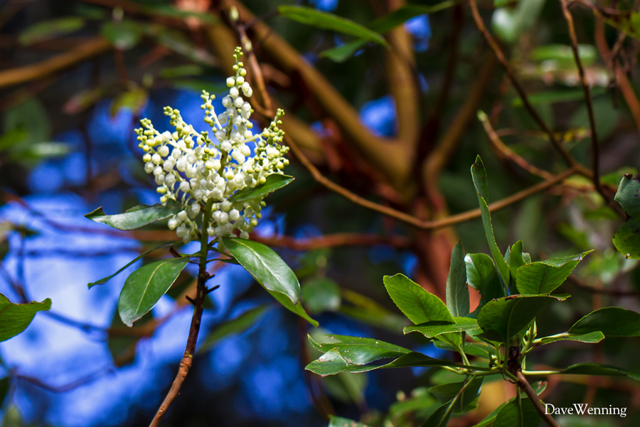 Madrona Bearing Fruit