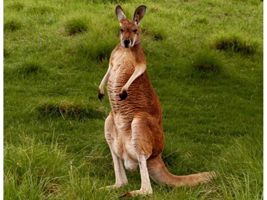 Mitoslavia: Zwierzęta Australii i Oceanii