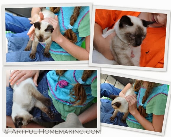 Jenny's Surprise Summer~Kittens for Keeps {Before Five in a Row ...