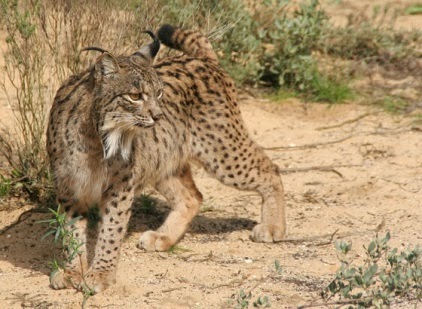 animal species: LYNX