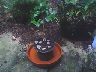 plantasemminiaturasbonsai: "Aprenda a tecnica do bonsai miniaturas de ...