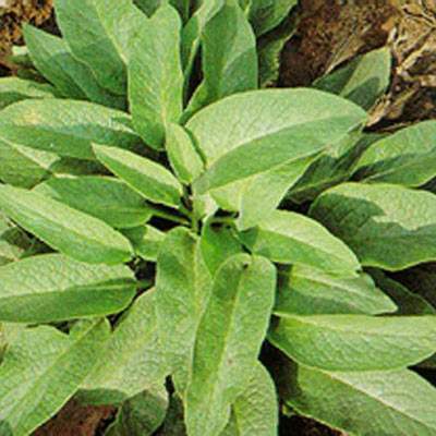 Pró - Vida Saudável: Confrei – Propriedades Medicinais