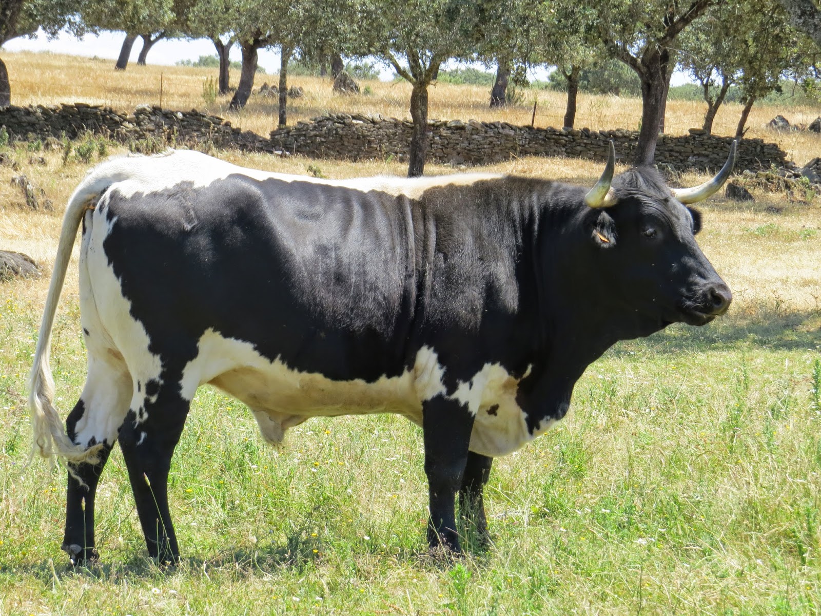 SEMENTALES BERRENDOS: BUEYES