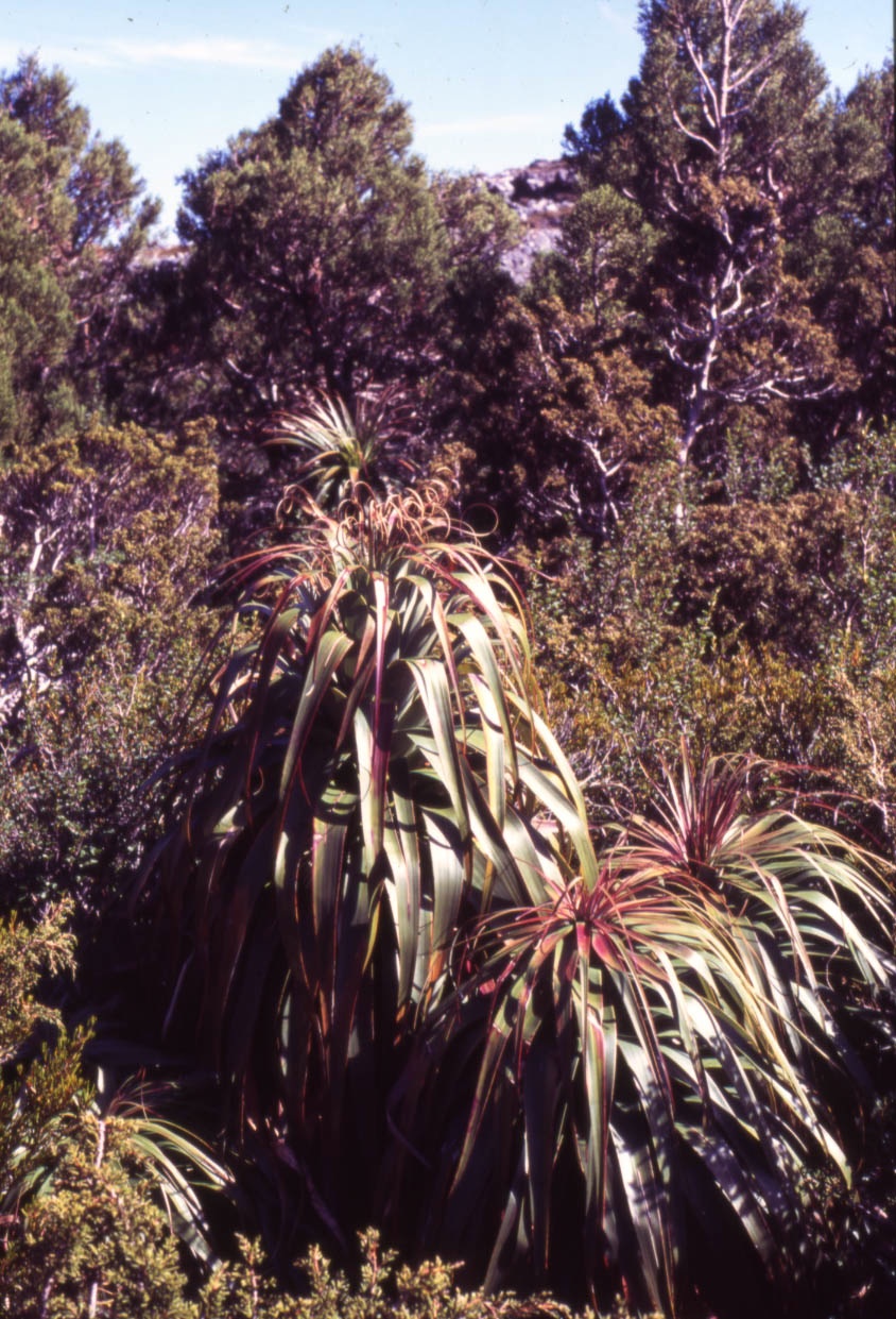 Alpine Garden Society Victorian Group: Australian Alpine Plants