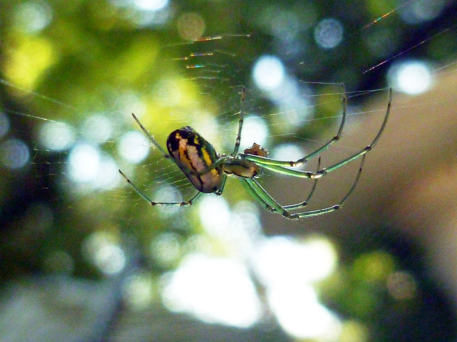 Nature Works Photography: Orchard orb weaver spider