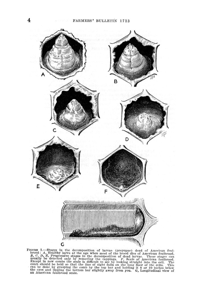 CORONA APICULTORES: LOQUE AMERICANA