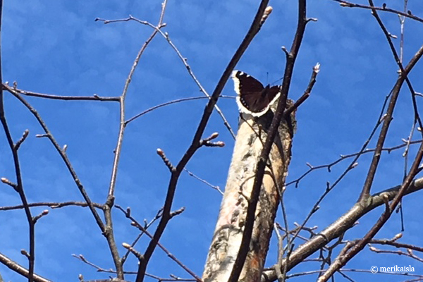 Merikaisla tuulessa : Perhosten kevätlentoja ja koivun mahlaa