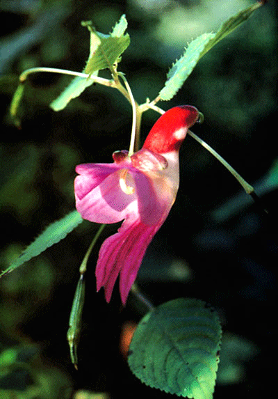 Bisarbeat: Rare Parrot Flower from Thailand