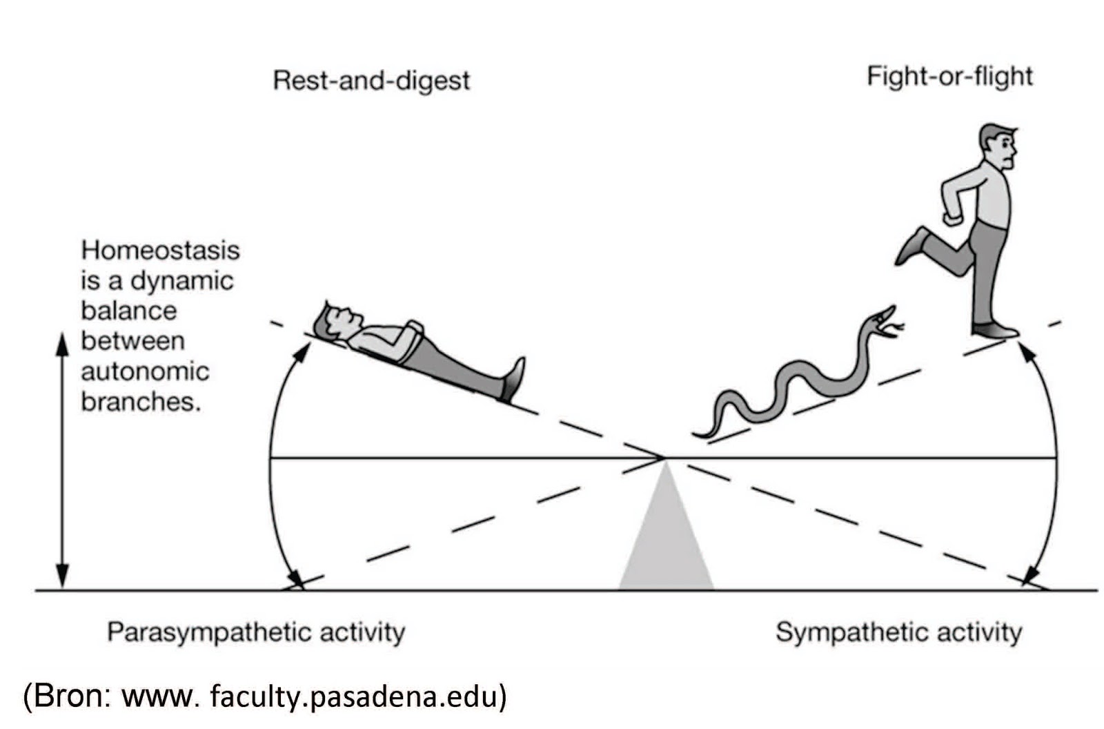 Brein + Lyf = Jy: LYF GESONDHEID - Is jy bang Jan of dooie Jan
