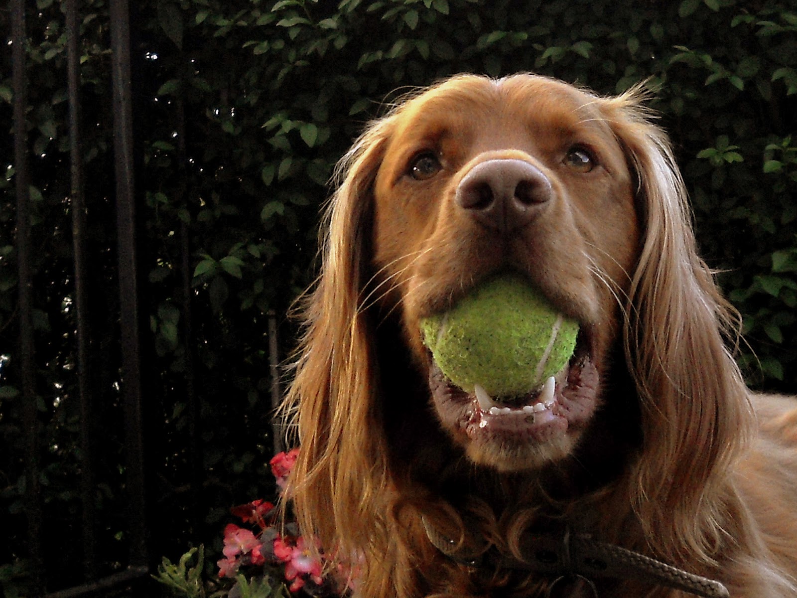 Dog with Ball Wallpaper | High Quality Images