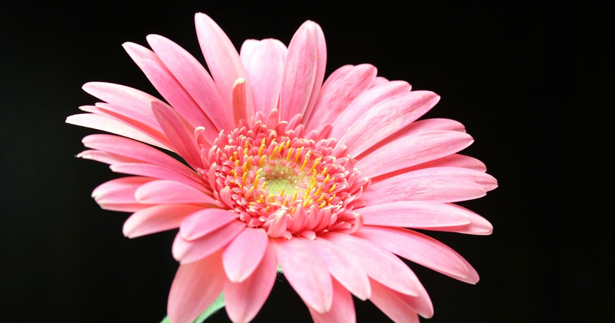 Daisy Flower - Structure Flower