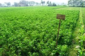 Pertanian Indonesia: Varietas Unggul Kedelai Mallika