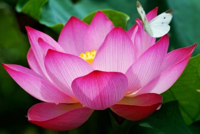 Αυτεπίγνωση