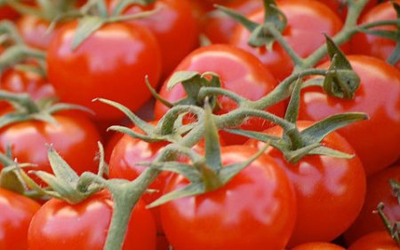 Sela Venus: 5 Tips Menanam Tomat Cherry di Pot