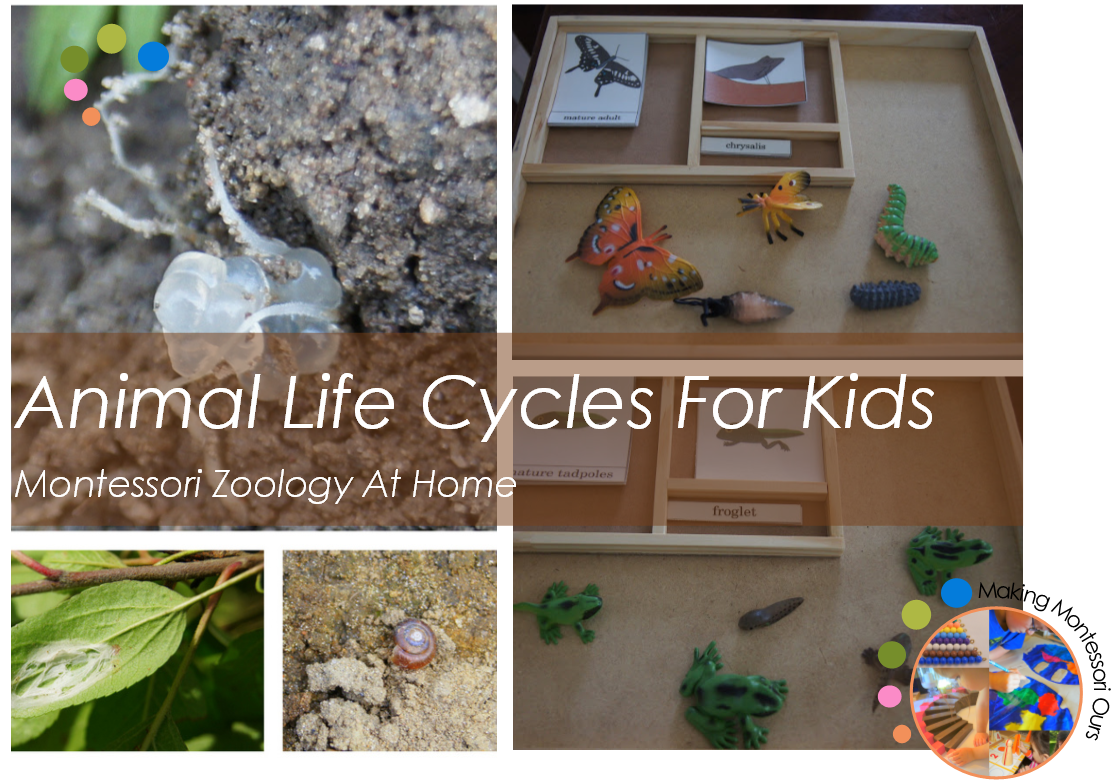 Animal Life Cycles For Kids, Montessori Zoology At Home - "Making ...