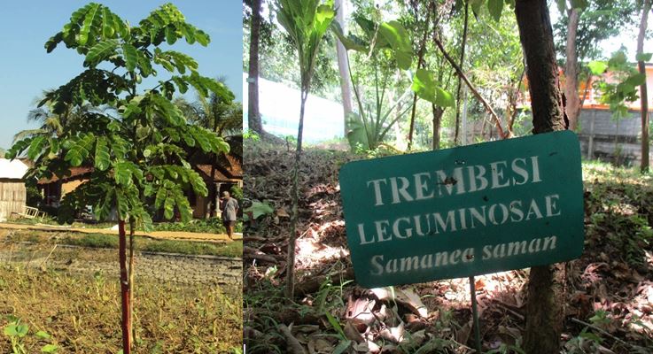 Trembesi : klasifikasi, ciri-ciri, dan manfaat tanaman trembesi - Blog ...