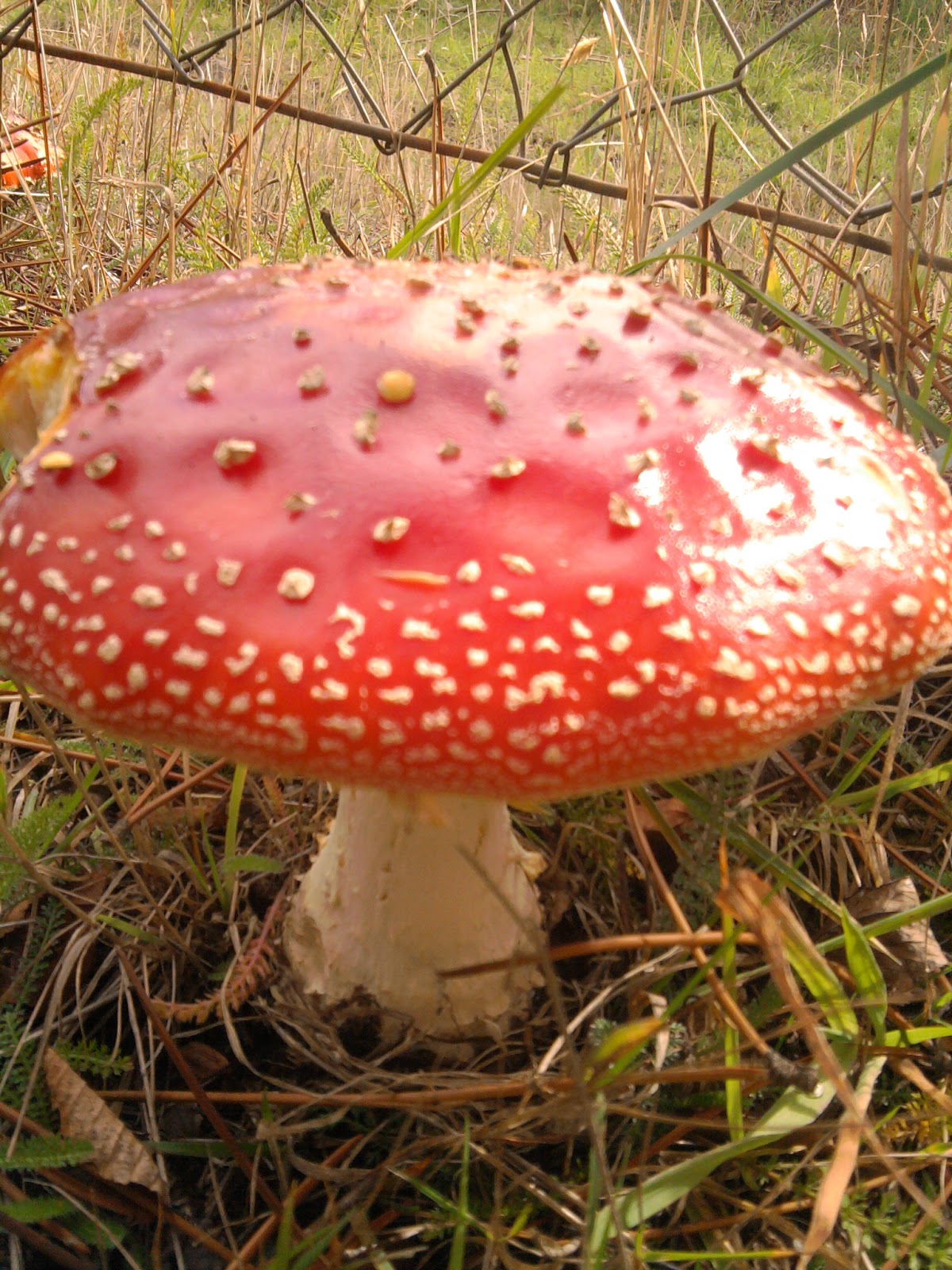 Material de Educación 1º a 8º Básico: ¿Que son los Hongos?