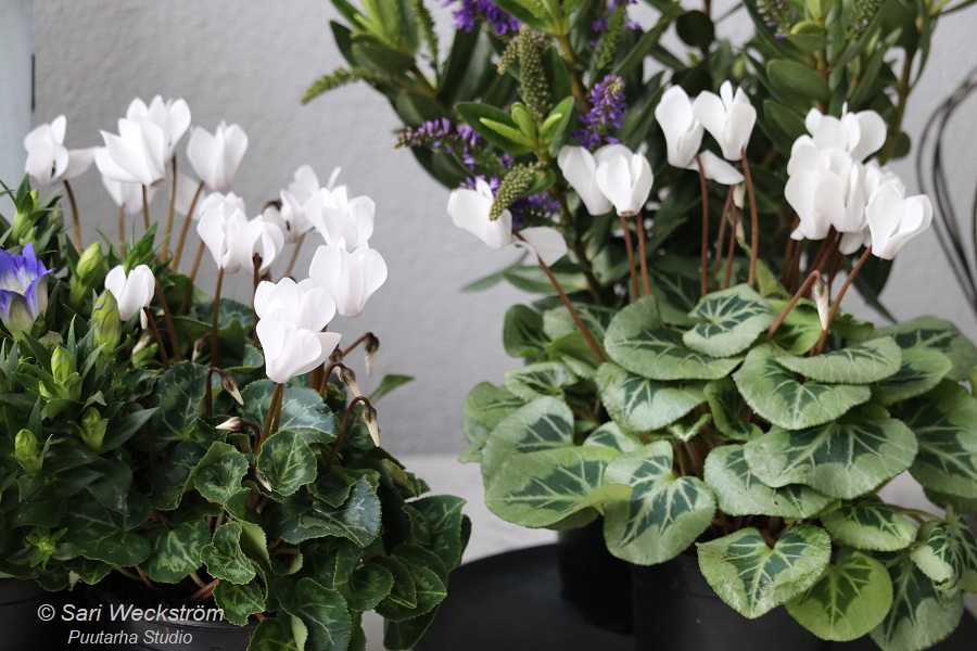 Sarin puutarhat: Syyskukat parvekkeelle