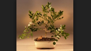 Galeri Gambar Bonsai Kemuning (Murraya Paniculata Wallpaper)