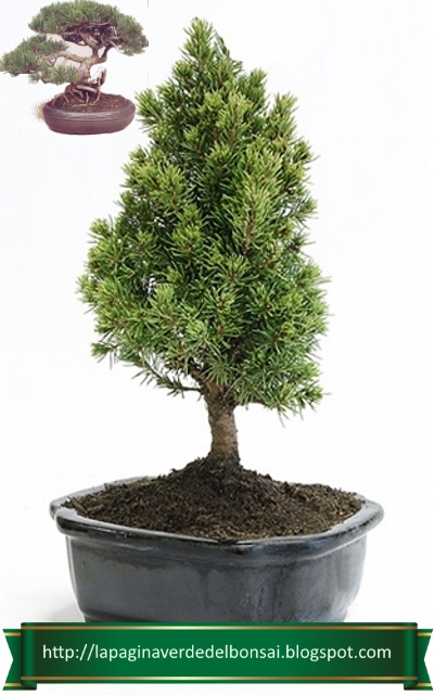 Fir bonsai are rare and should only be considered suitable for the most ...