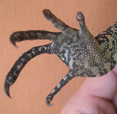 Livingstone Man: 12/25/11 - 1/1/12