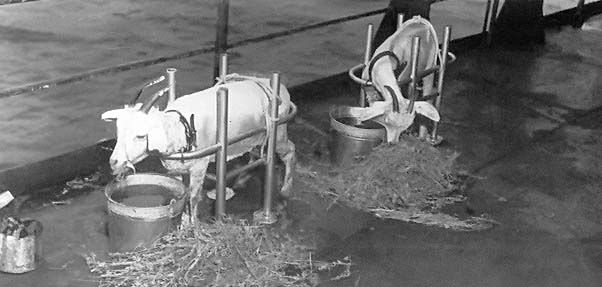 OPERATION CROSSROADS