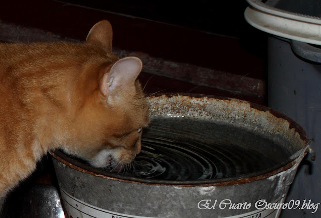 EL CUARTO OSCURO 09: 2011