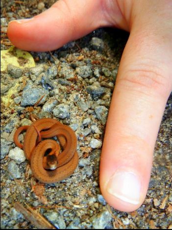 Super Mini Snakes Are My Kinda Reptiles! | Featured Creature