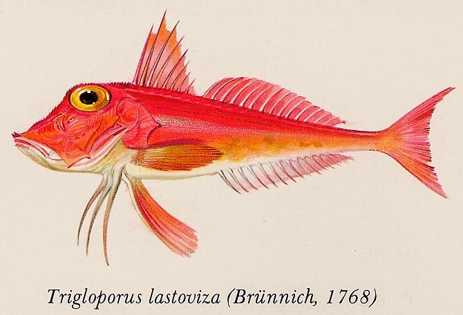 método de la ciencia 2014: Fisiología de un pez
