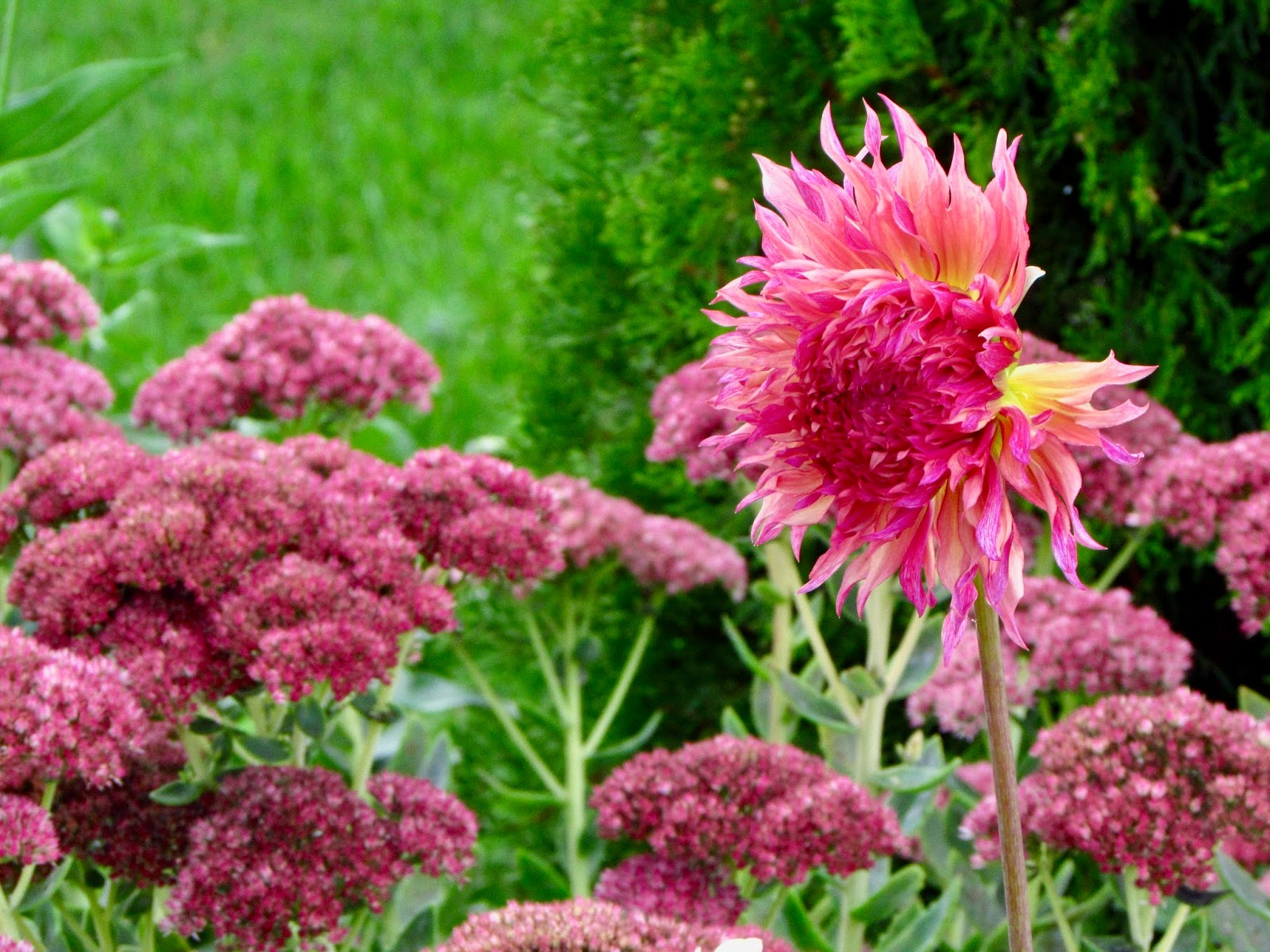 Life In Robin's Nest: September Sunshine