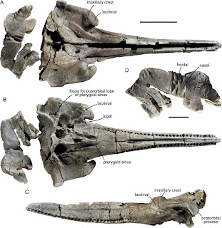 The Coastal Paleontologist, atlantic edition: Odontocete trifecta in ...
