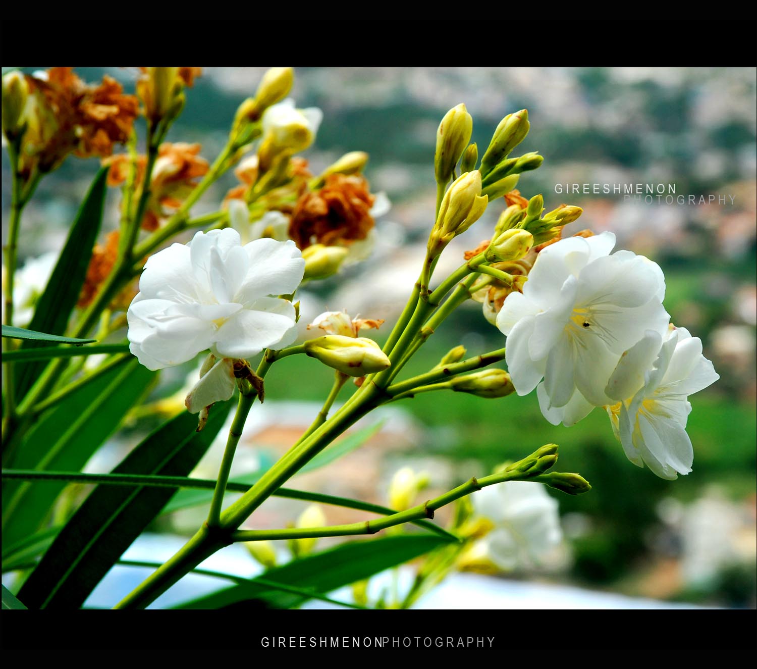 flowers - gireeshmenon: ചുവന്ന അരളി (red arali) Oleander