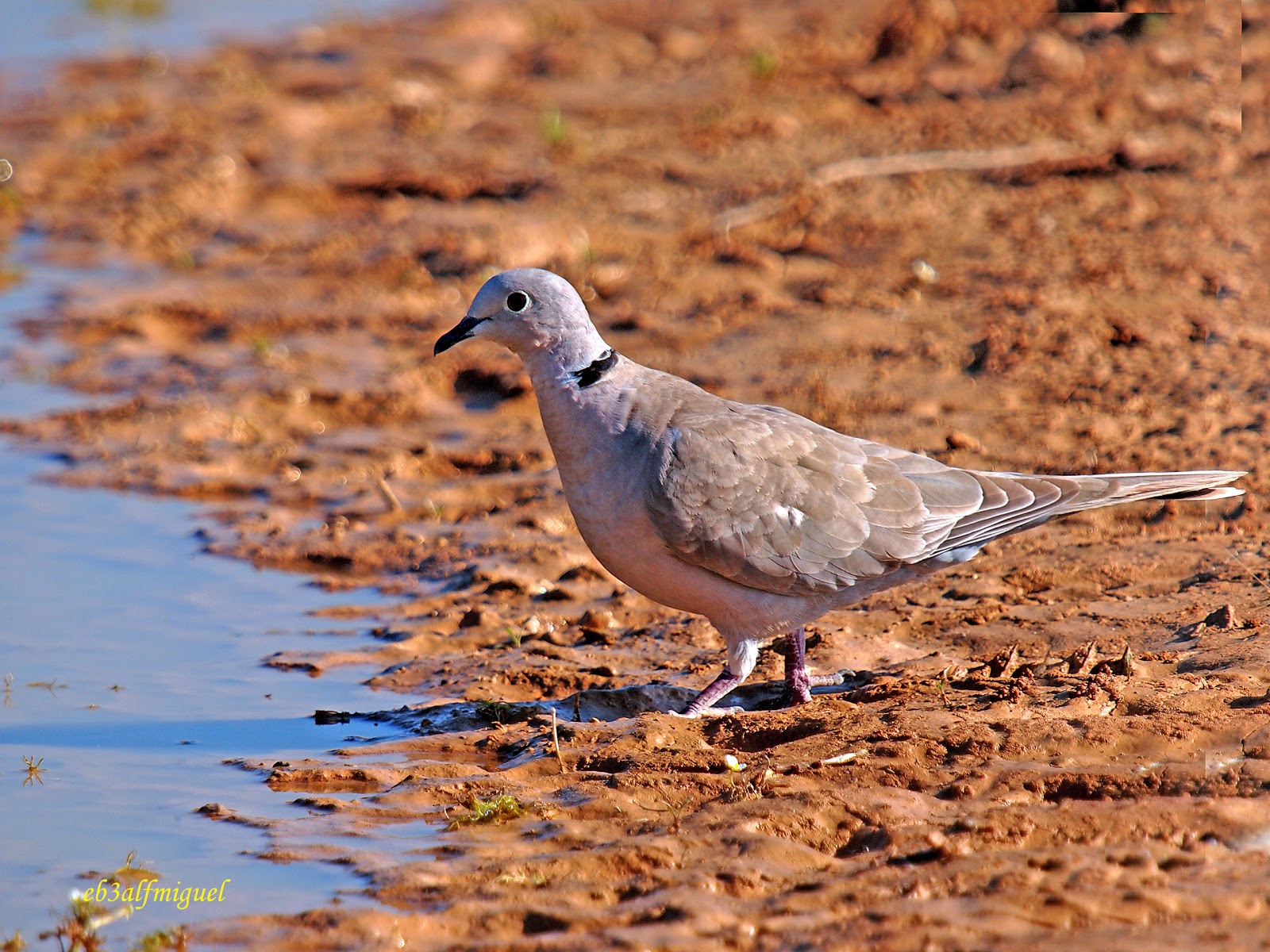 MIS AMIGAS LAS AVES: Tórtola turca (Streptopelia decaocto)