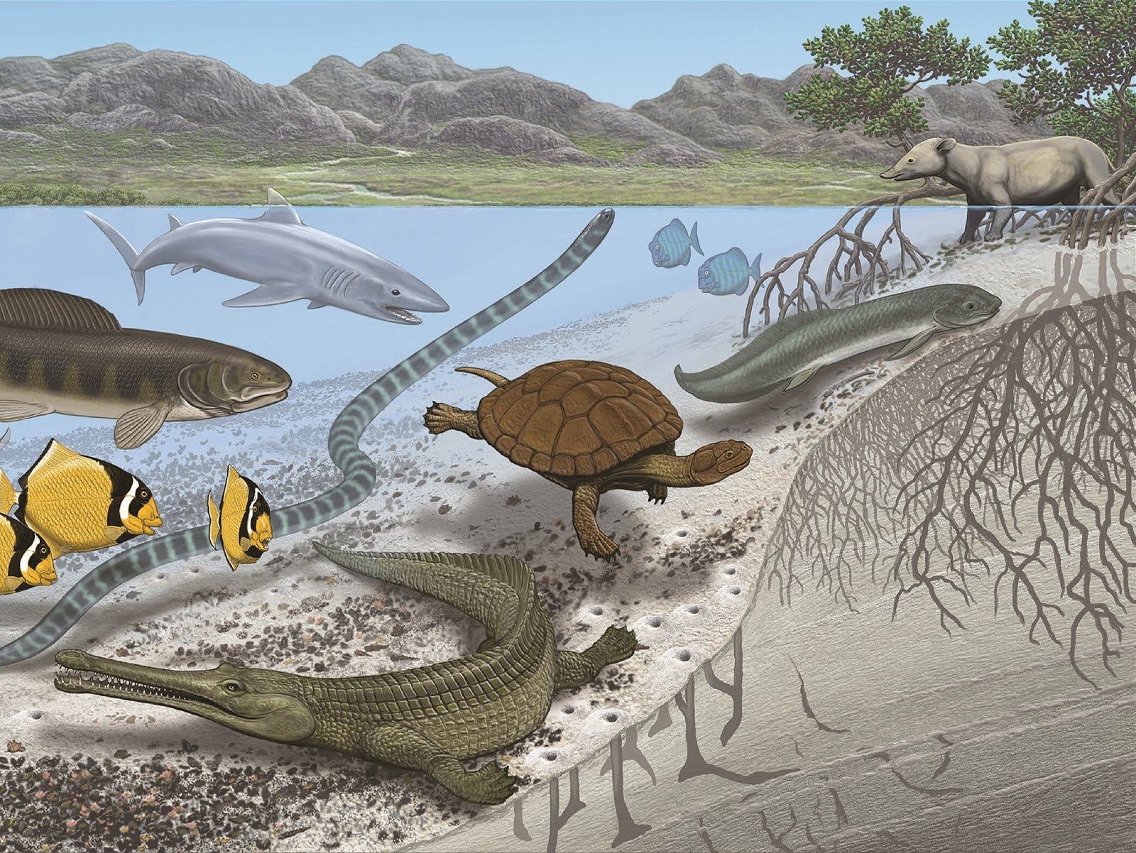Species New to Science: [Paleontology • 2019] Stratigraphy and ...