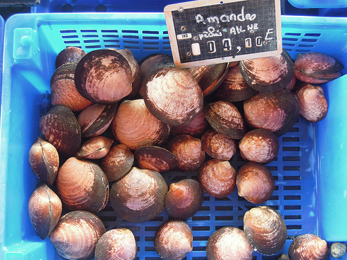 Behind the French Menu: Amande de Mer. The Sea Almond or Dog Cockle. A ...