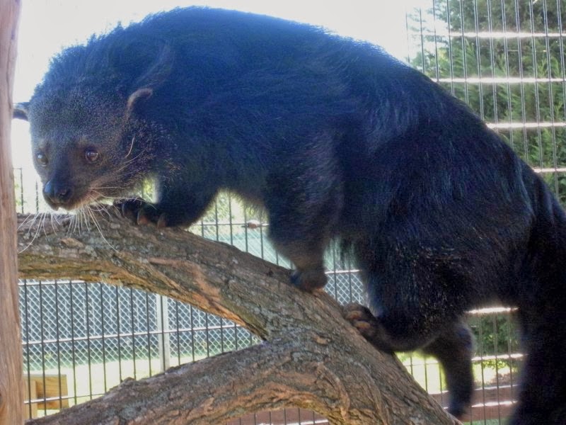 The Zoo Review: Species Fact Profile: Binturong (Arctictis binturong)