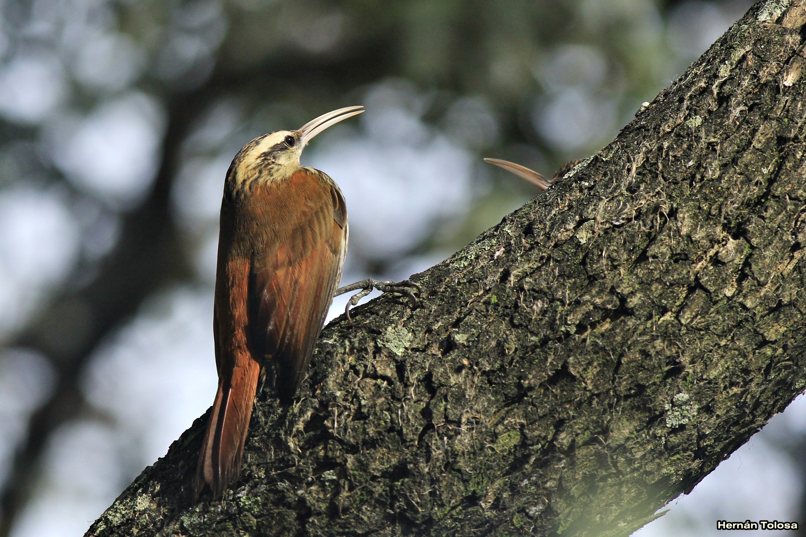 Aves Bonaerenses: Fotos de chincheros