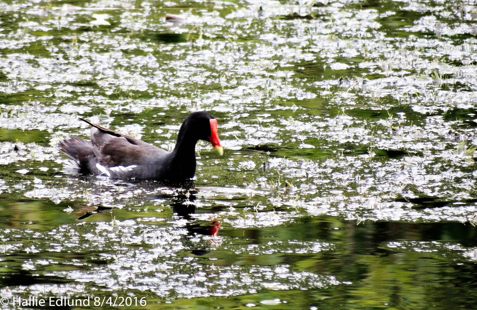 GENNY vs. HALLIE Big Year Challenge: Birds of Prey and the Boyd Hill ...