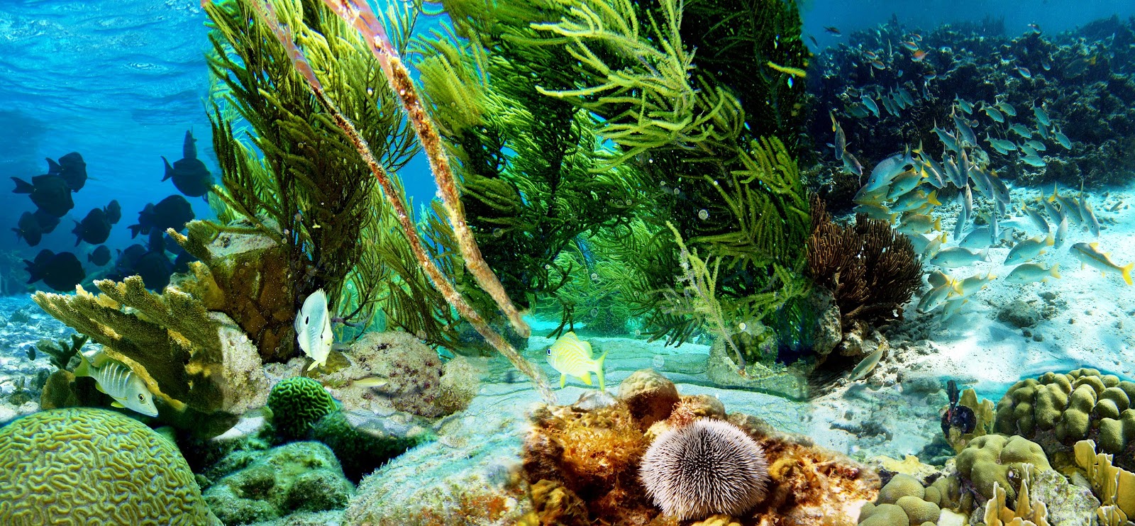 Underwater Sea Life Pictures