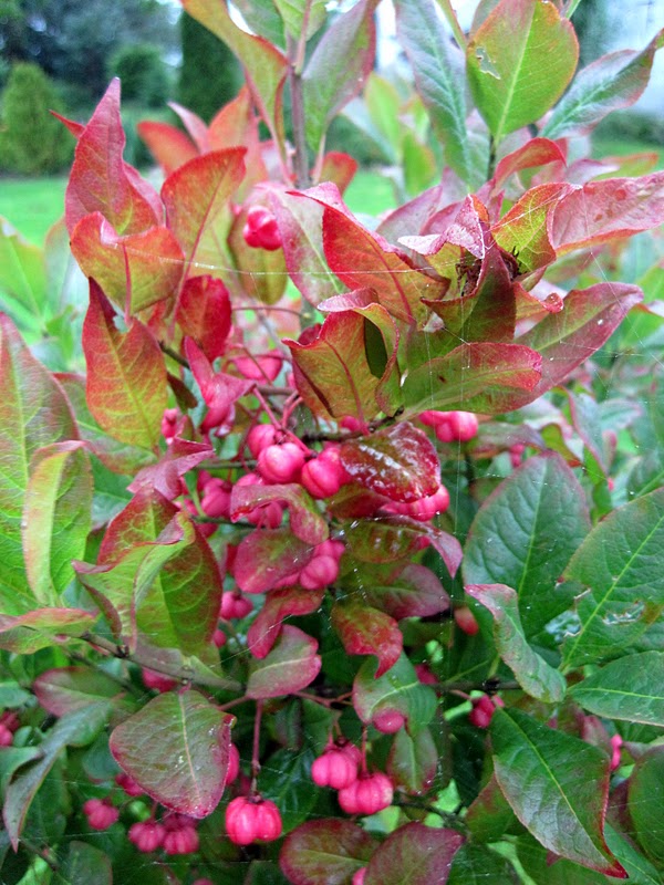 Landbohaven: Efterår på vej.