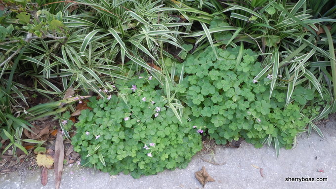 Simply Living: A pretty little weed