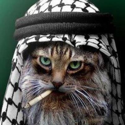 Hal-Hal Unik Di sekitar Kita: Arab Cat