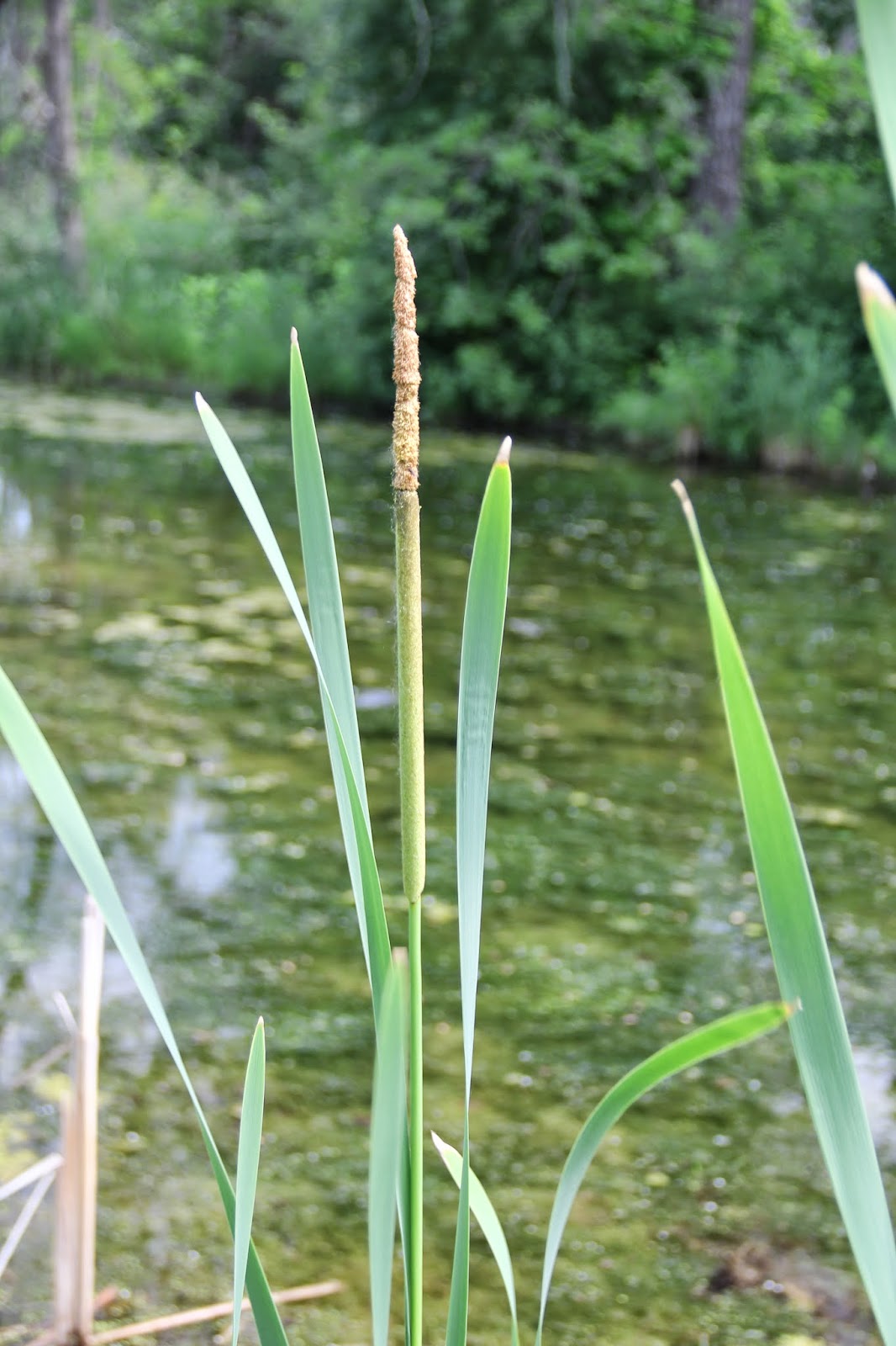 Isabella Conservation District Environmental Education Program ...