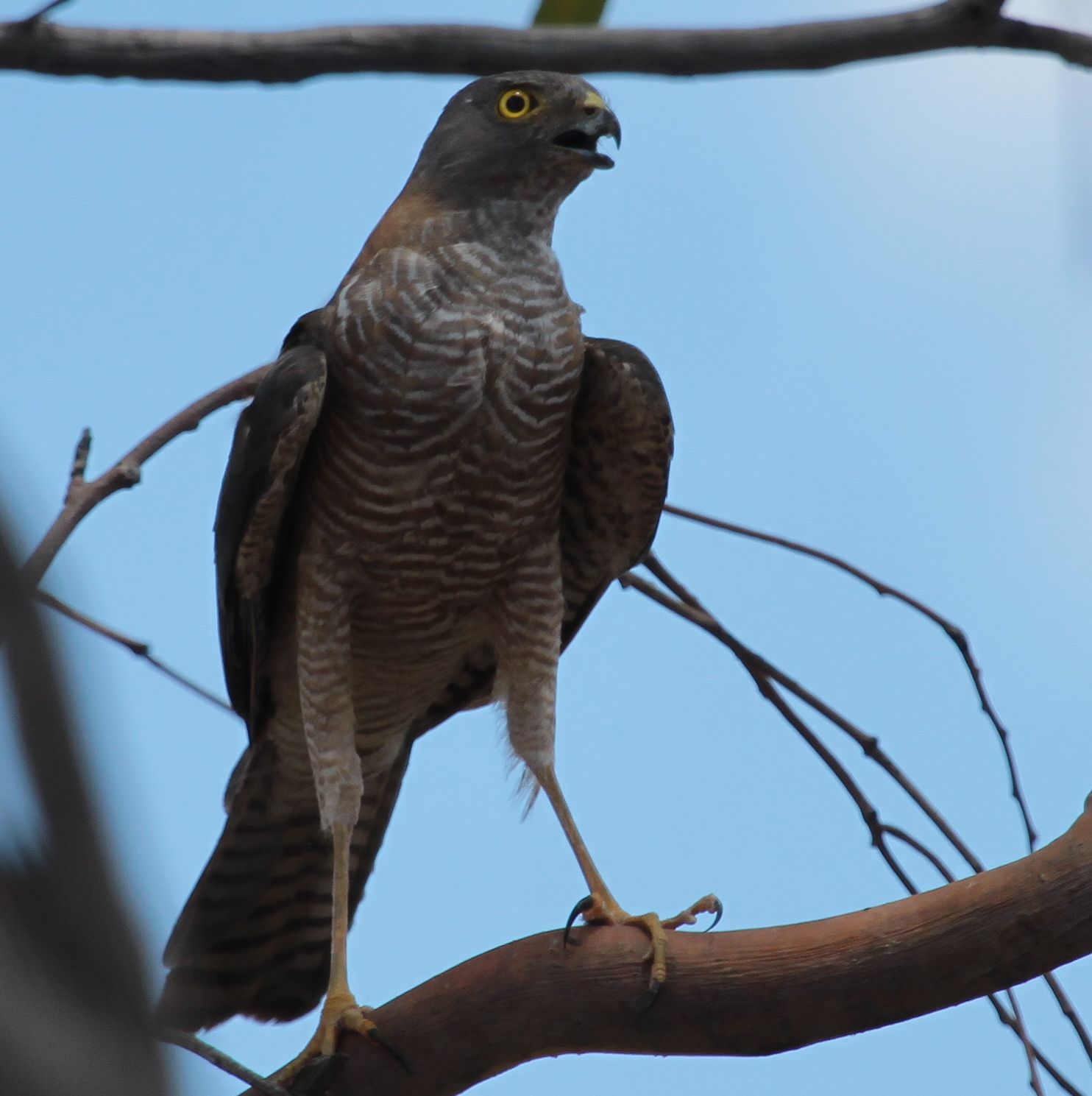 Richard Waring's Birds of Australia: January 2012