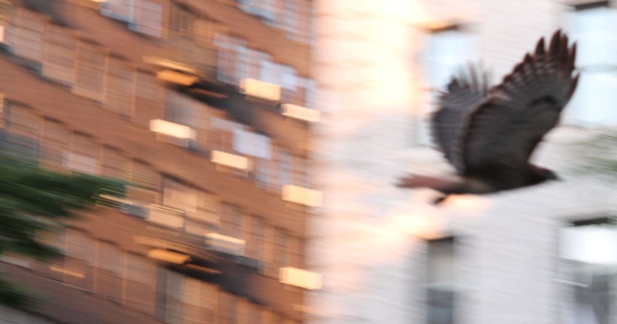 Hawks and Architecture: A Red-tailed Hawk Tour of Washington Square