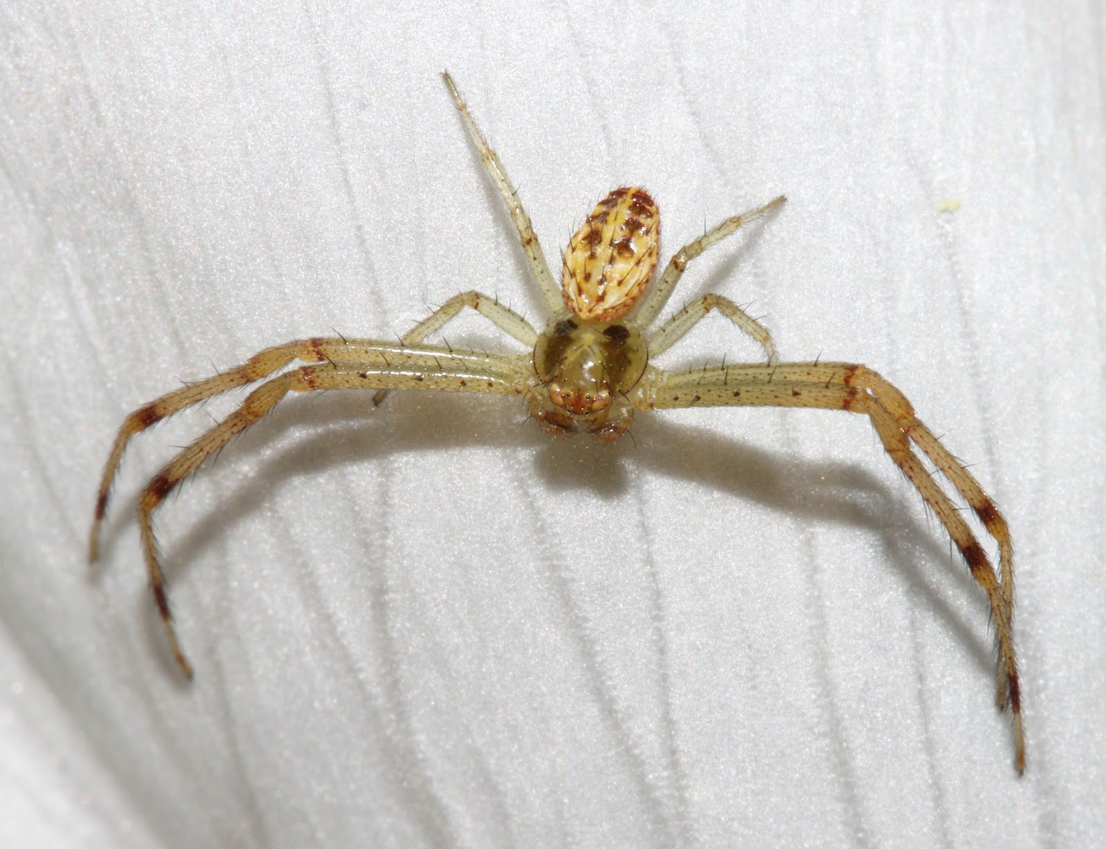 Cuyamaca Woods Mountain Journal: A Diversion to the Mojave National ...