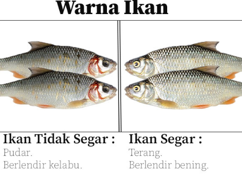 PERBEDAAN IKAN SEGAR DAN IKAN BUSUK