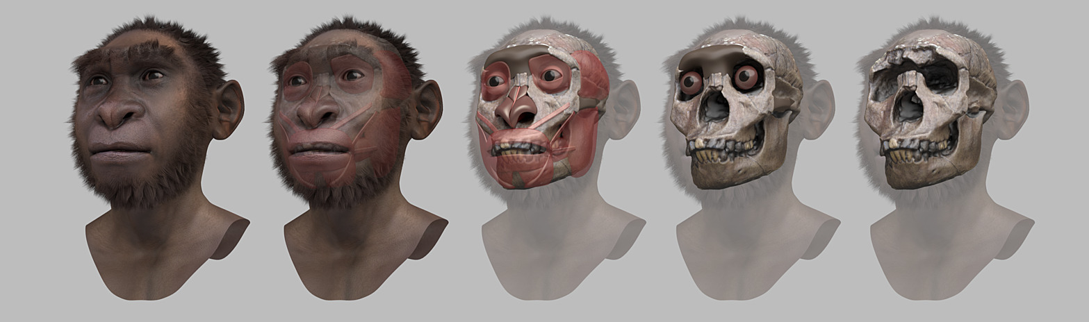 ATOR: The Faces of Evolution - Exhibition of hominids forensic facial ...