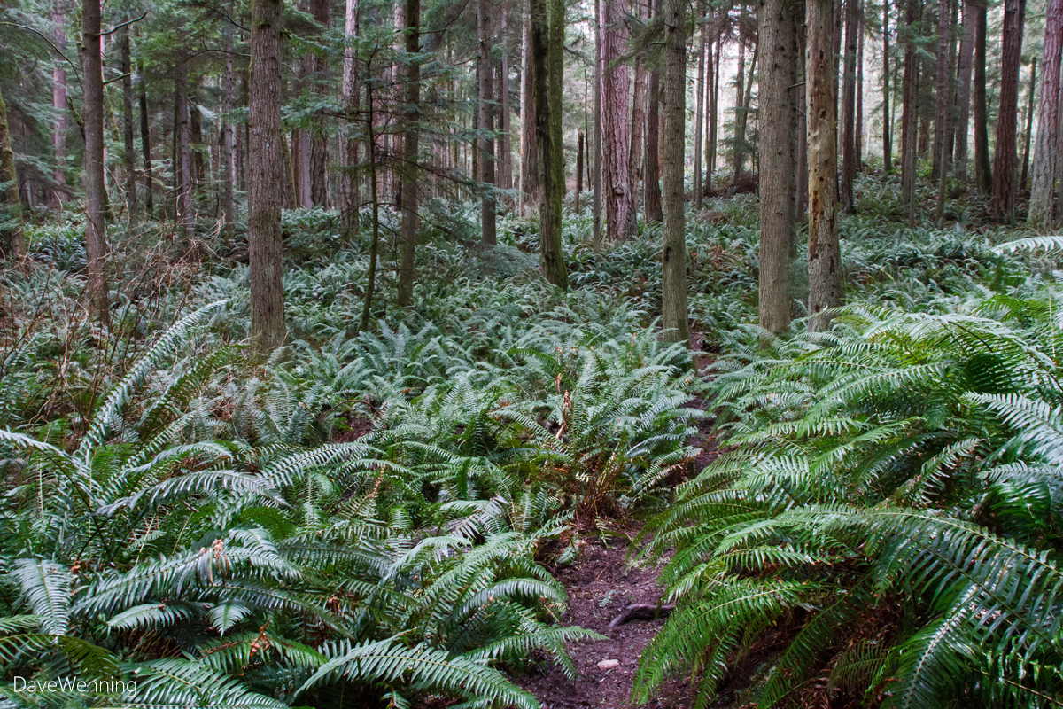 Fern Gully: Exploring a Forest Ecosystem