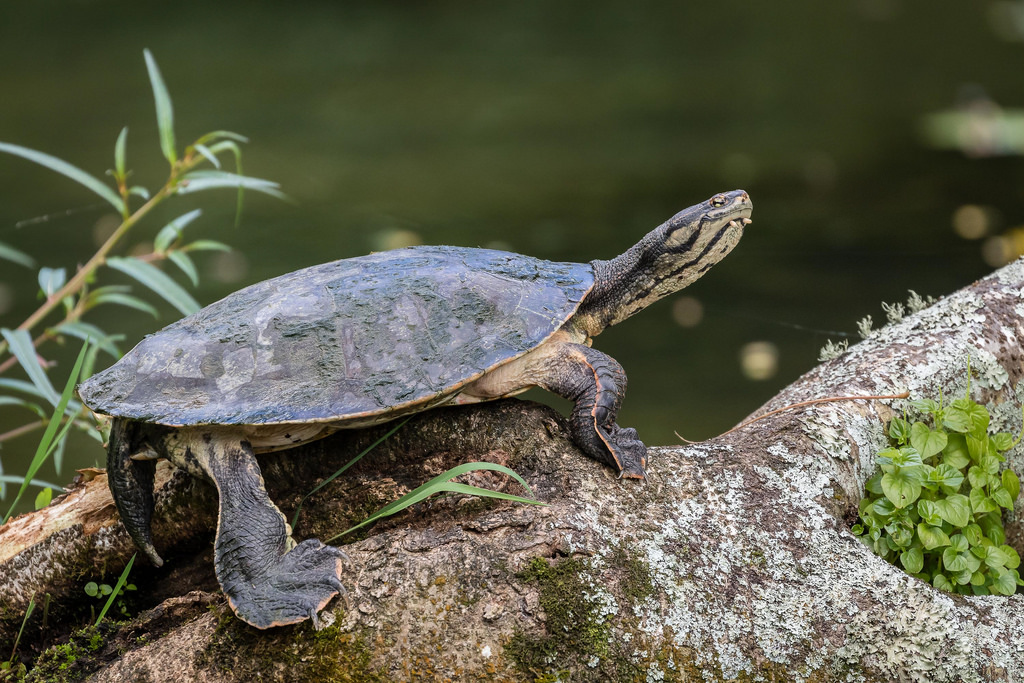 Genus Phyrnops - Kura kura Kepala katak berjanggut (Bearded Toadhead ...